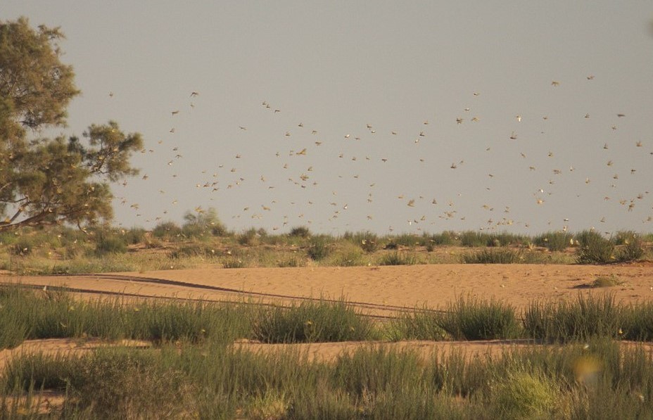 East Africa faces biggest locust swarms in decades - Daily Friend