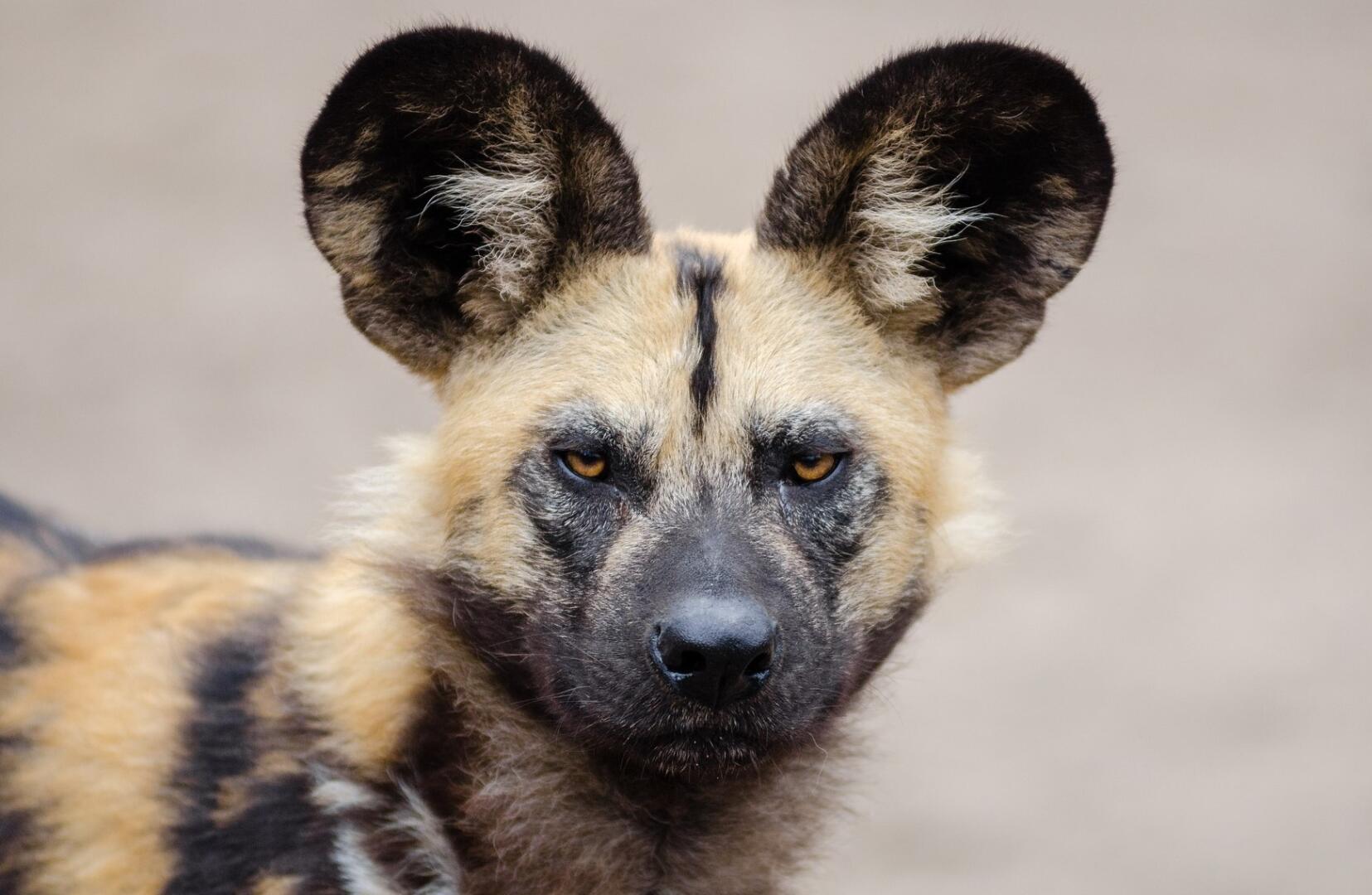 The buffalo and the wild dogs - Daily Friend