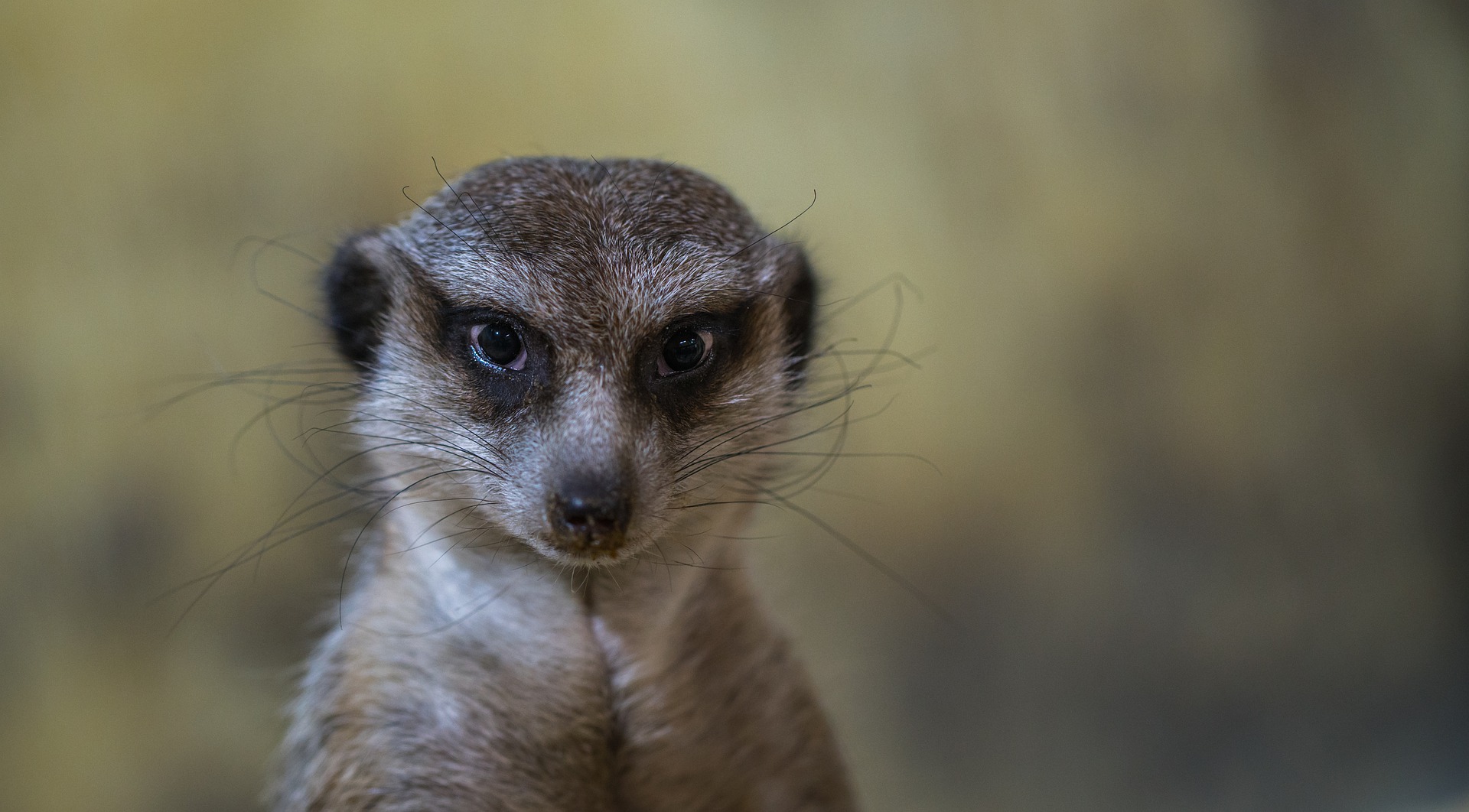 Woke meerkat manners - Daily Friend