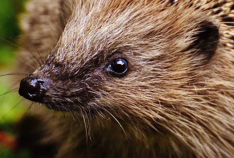 New species of hedgehog discovered - Daily Friend