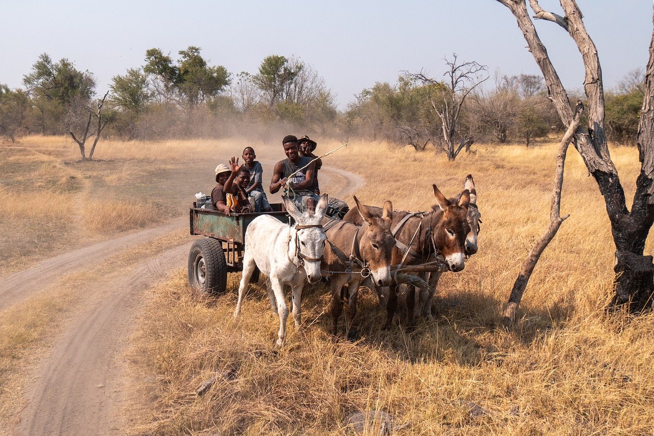 Exploding donkey cart kills one, injures others - Daily Friend