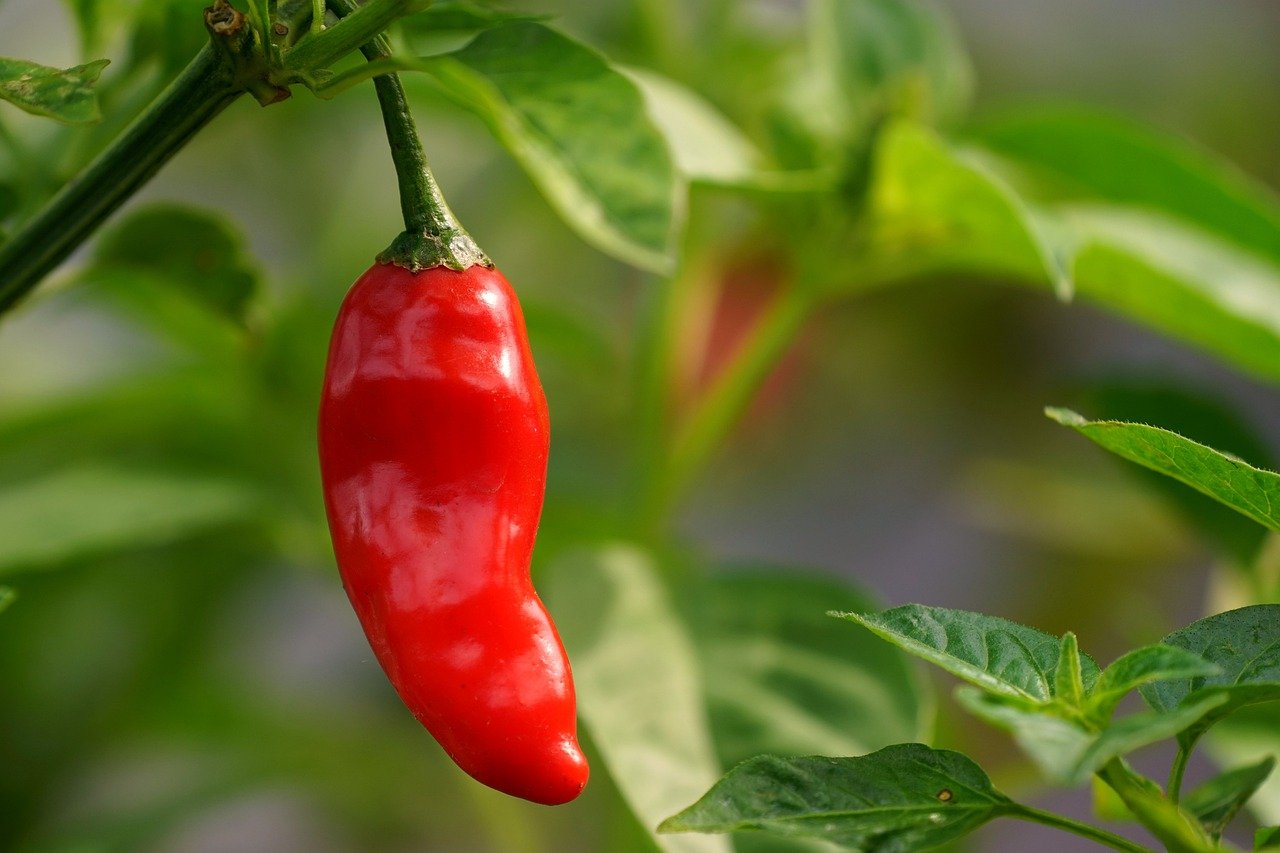 Denmark warns of ‘acute poisoning’ risk from super-spicy Korean noodles ...