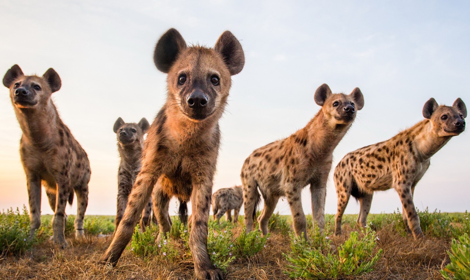 Hyenas, carcasses and race laws - Daily Friend